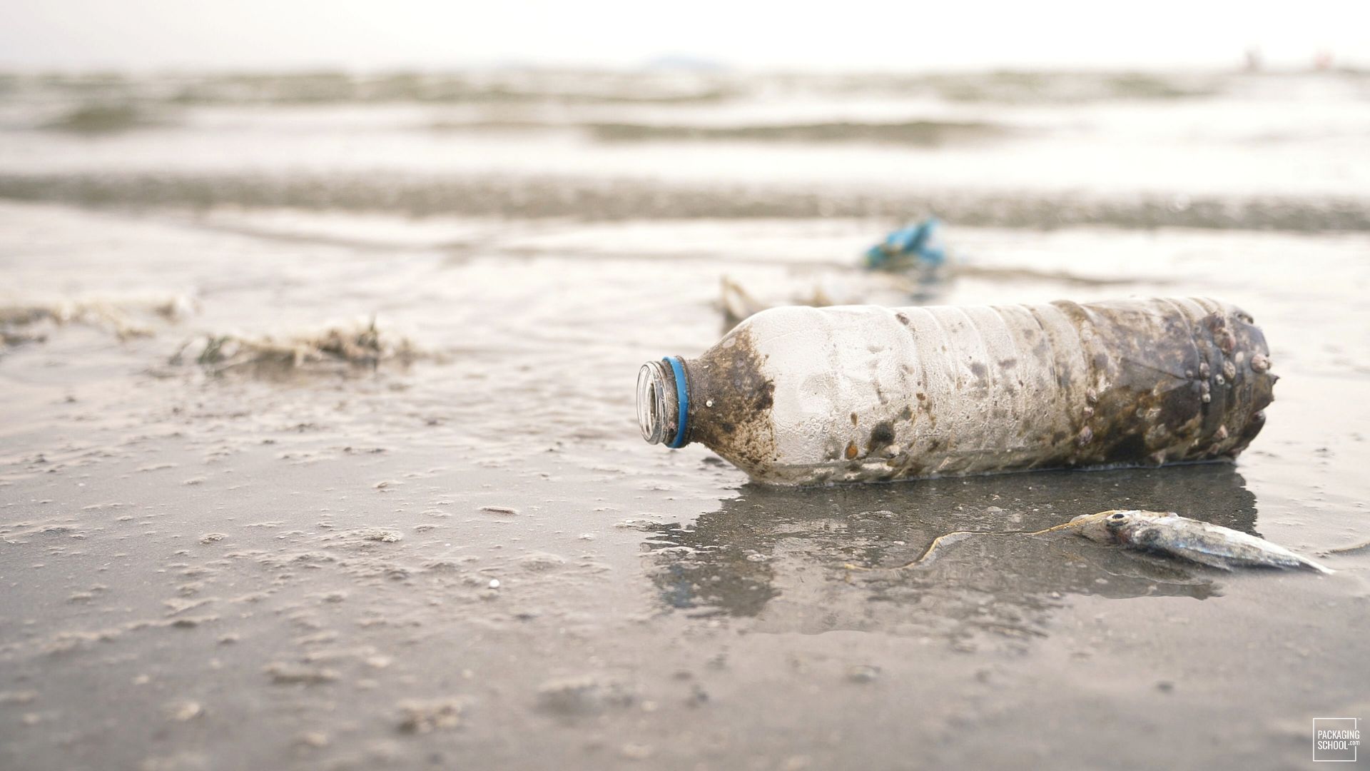 Guide to Life Cycle Assessment Impact Categories for Packaging: EU ...